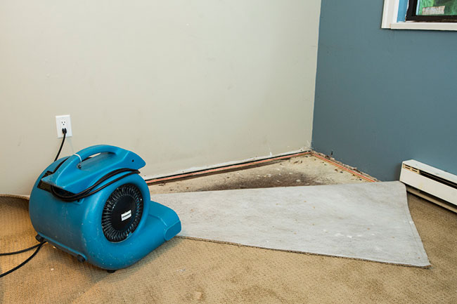 What to Do When You Need Water Damage Cleanup | Undisputed Steamers